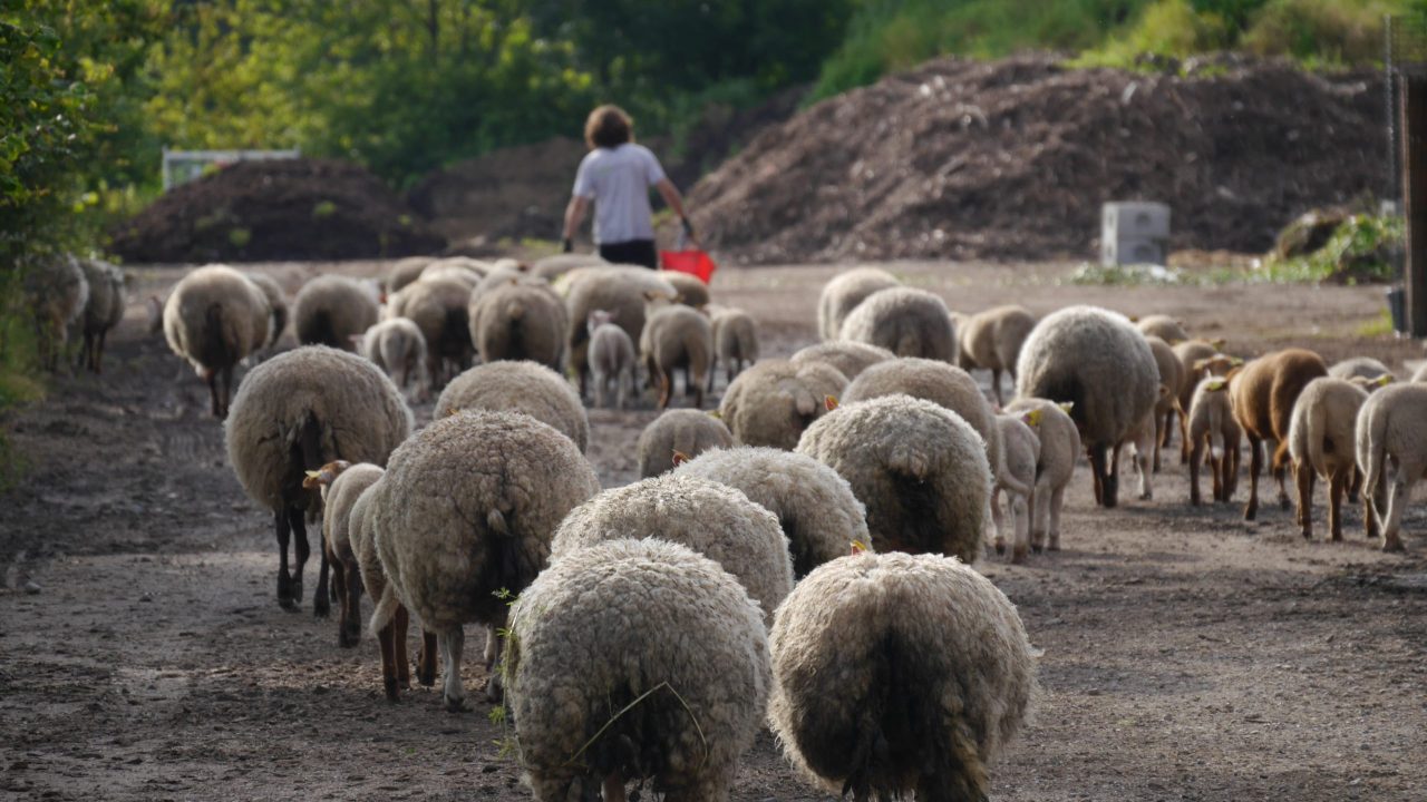 Eco-pâturage à Paris et Ile-de-France (75, 78, 91, 92)