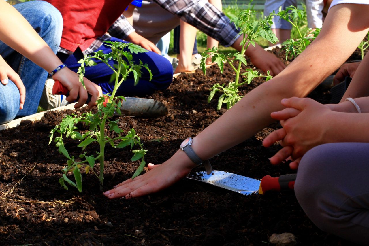 Arbres et plantes pour un jardin paysager en sol calcaire