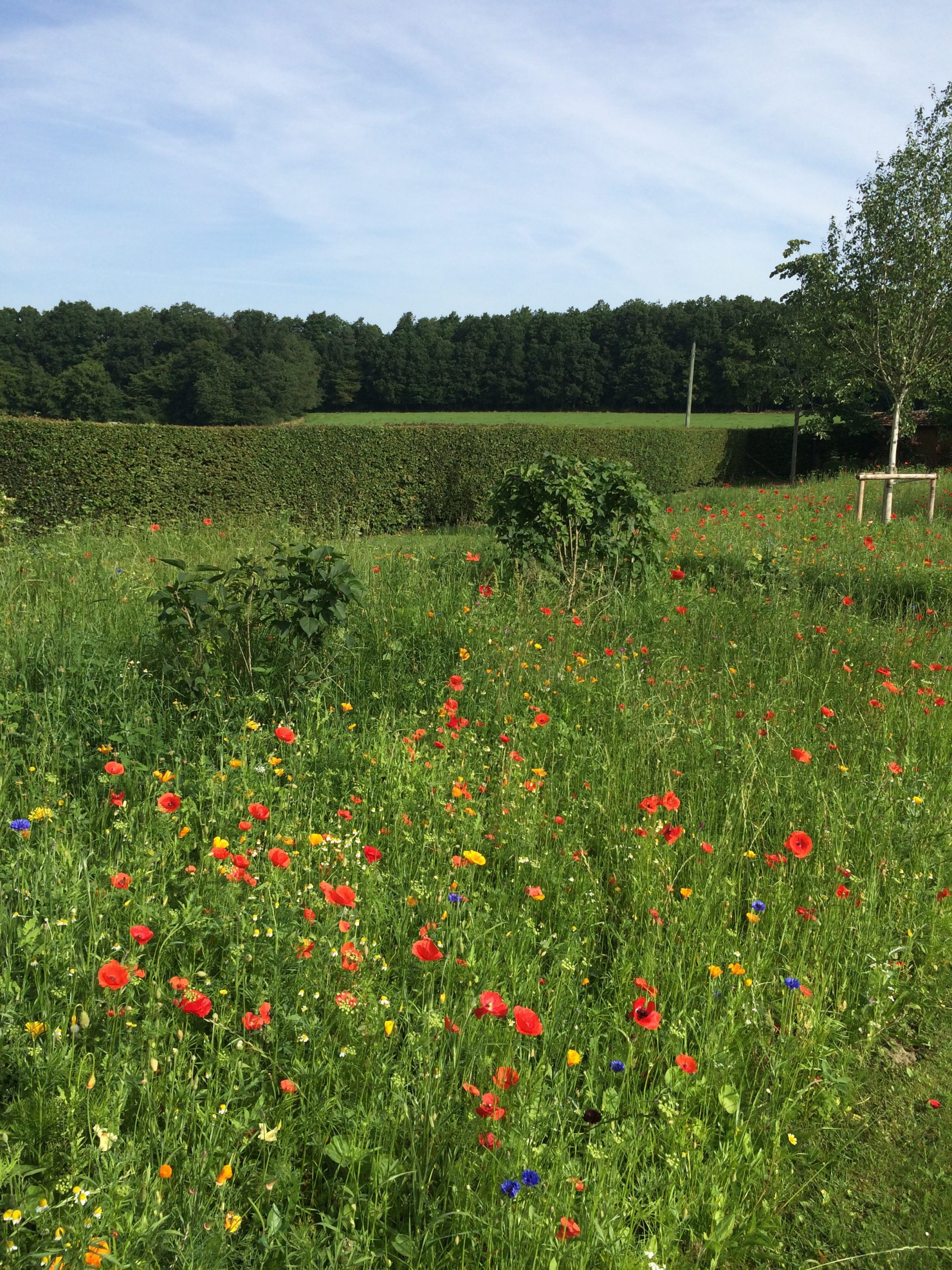 Prairie fleurie : semer de la couleur