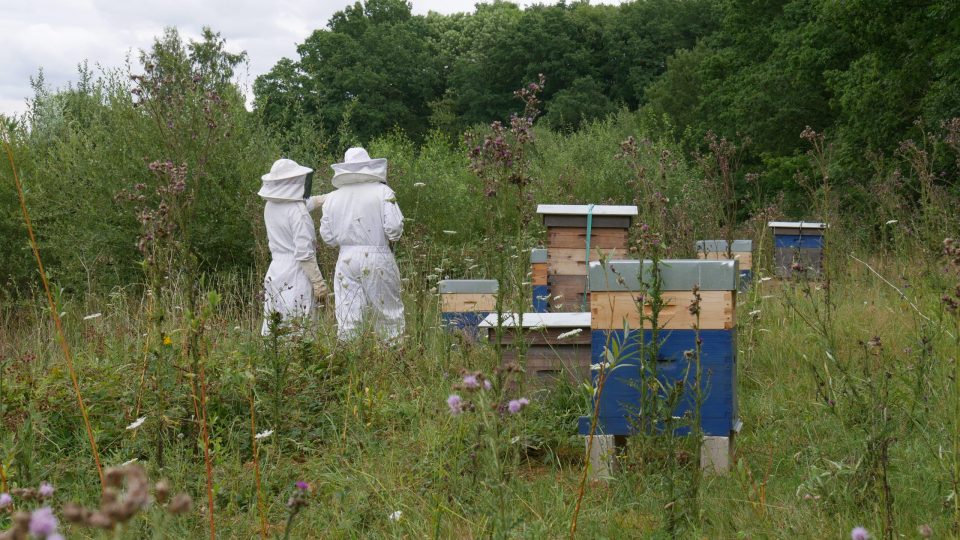 Ruche en entreprise à Paris et Ile de France